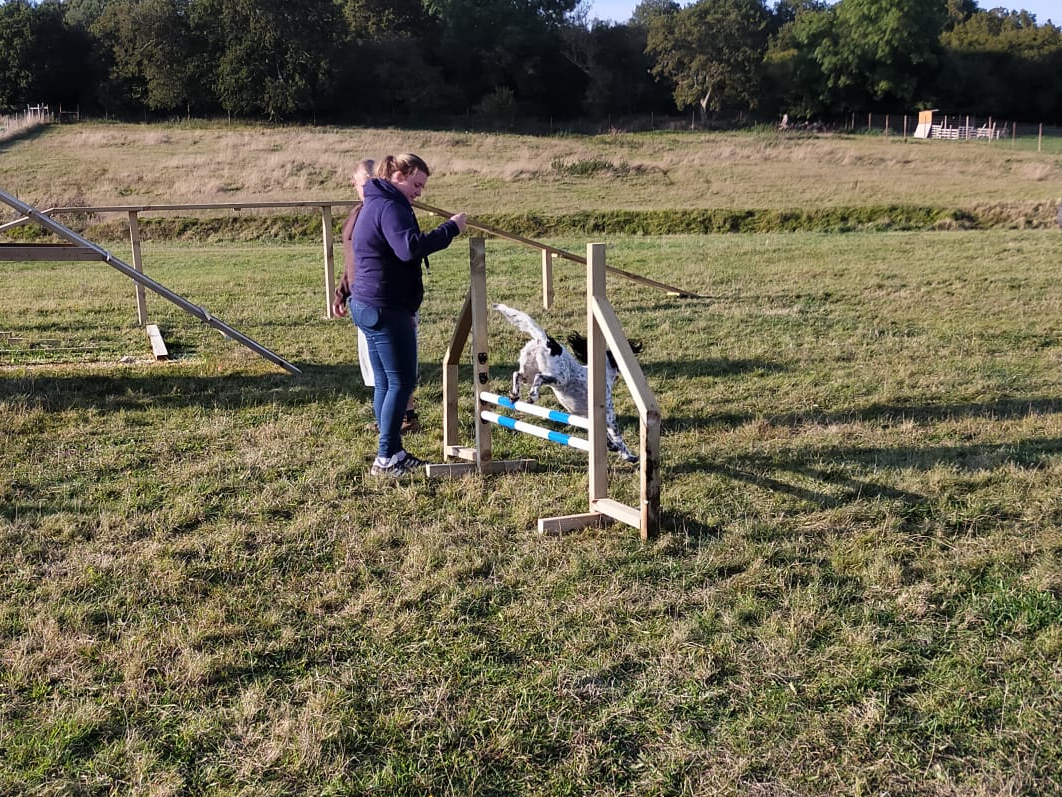 More Dog Agility Challenges - Ashdown Paddock